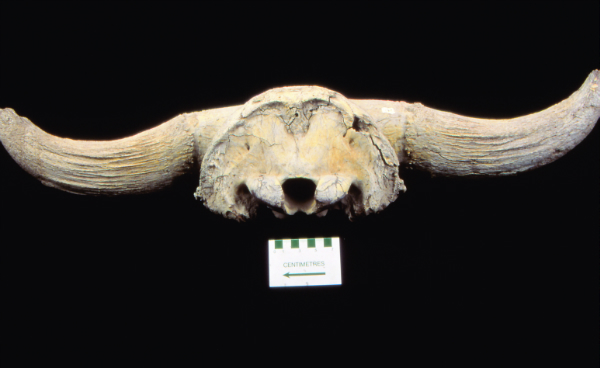 Blacktail Cave | This Is Yellowstone